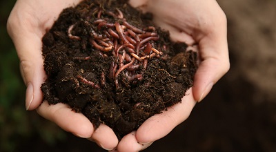 5 Makanan Penyebab Cacing Kremi yang Harus di Hindari, Bikin Nggak ...